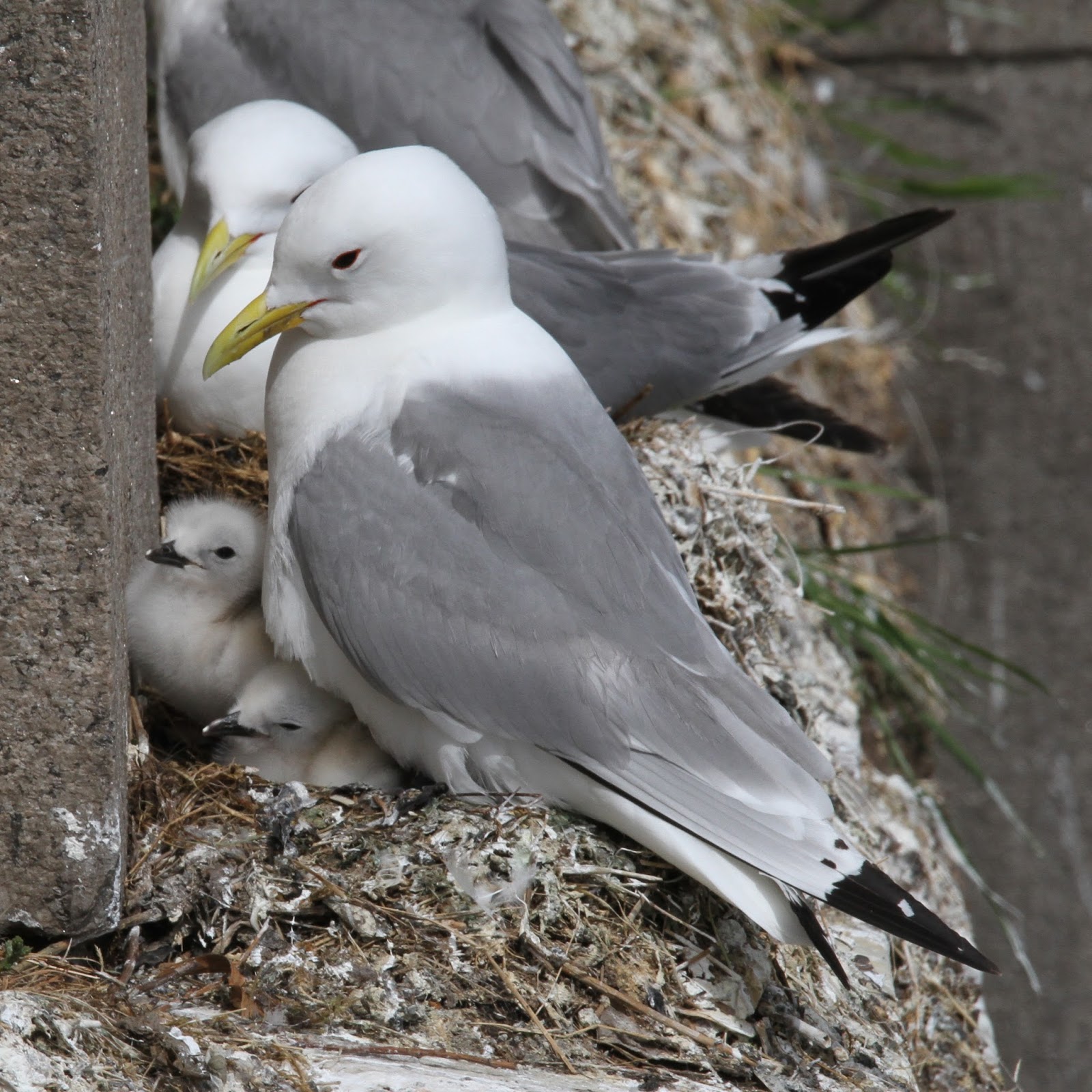TrogTrogBlog: Bird of the week - Kittiwake