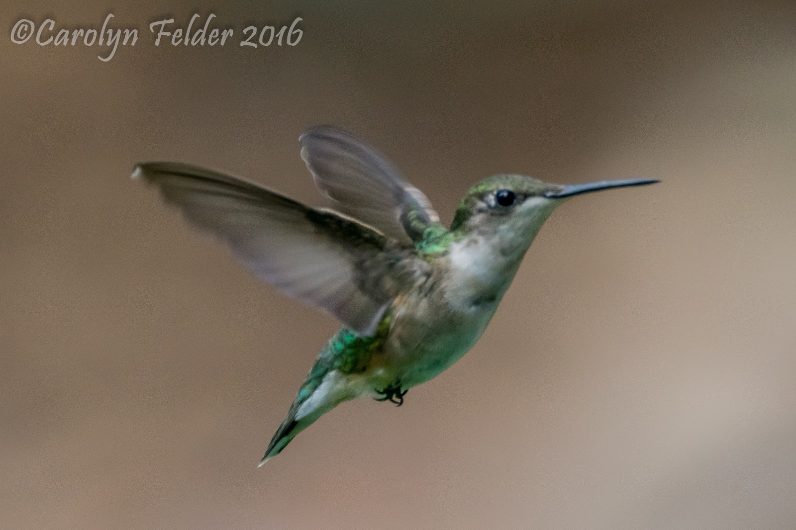 Photo Musings of a Marshwiggle - Welcome to Narnia: Happy Weekend ...