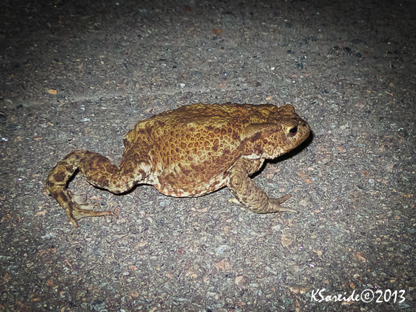Kjetil Søreides fotoblogg: Padde (Toad)