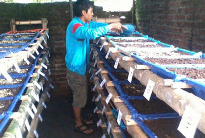 cara ternak dan budidaya cacing tanah | Dunia Cara Ternak Hewan ...