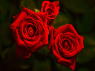 Amazing Red Roses Love Wallpapers And Backgrounds | Amazing Information
