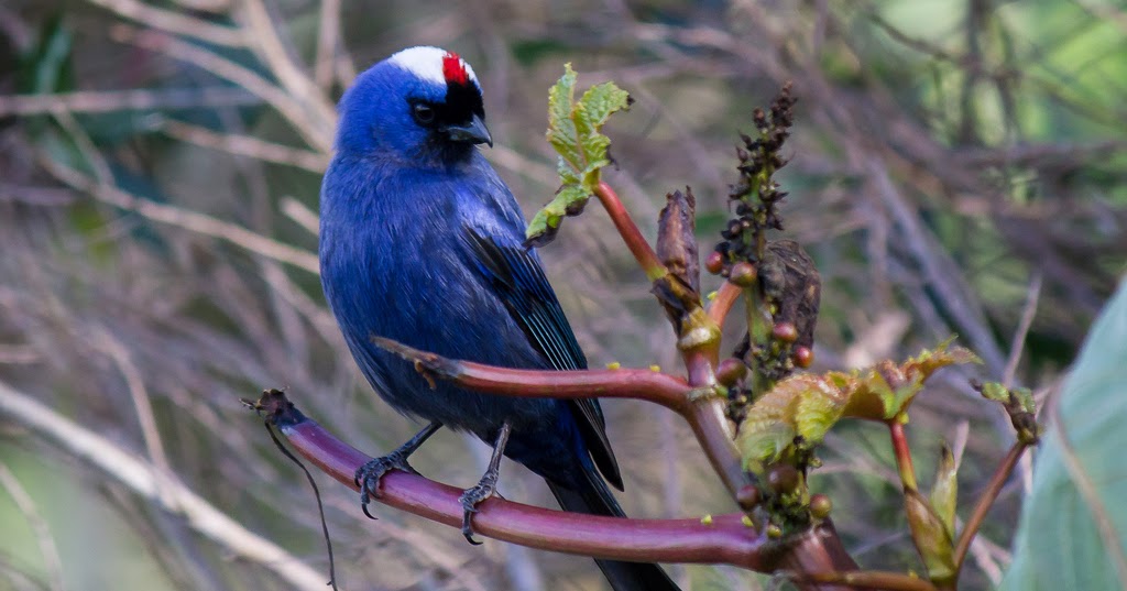 Uruguay y sus curiosidades-Uruguay and its curiosities: EL CARDENAL ...