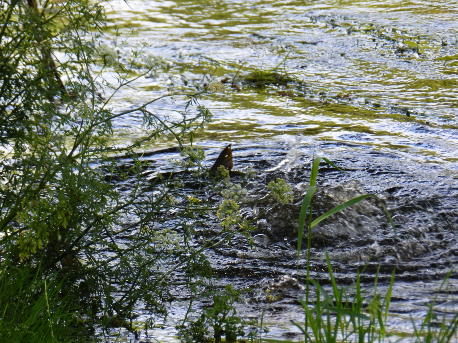 Recursos medioambientales: Barbo común (Barbus bocagei)