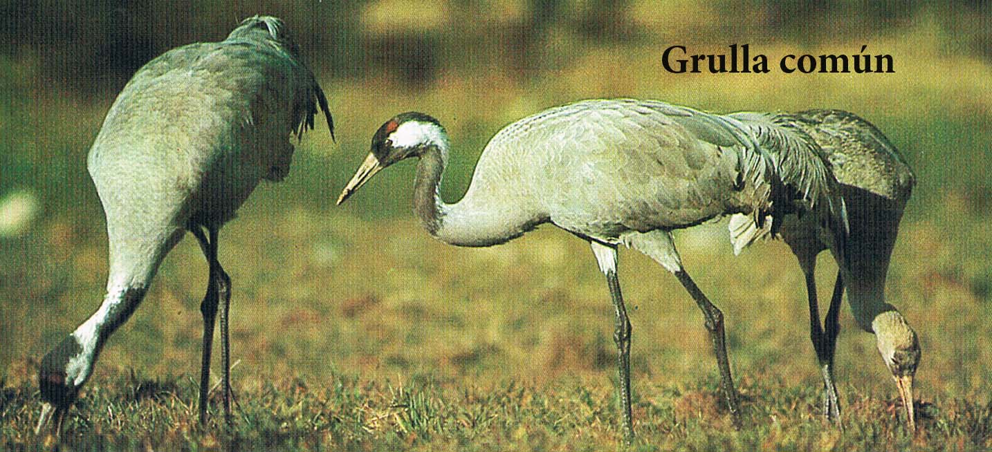 encinarosa-elarbolmiamigo: La grulla (Grus grus)