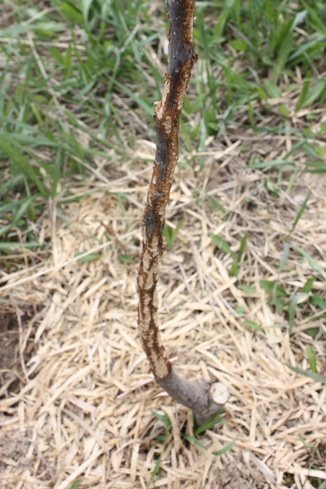 Domestic Reformation: How to Repair Fruit Trees with Rodent Damage