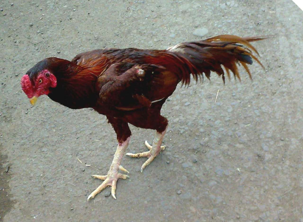 KING GHAZI: Indian Asil