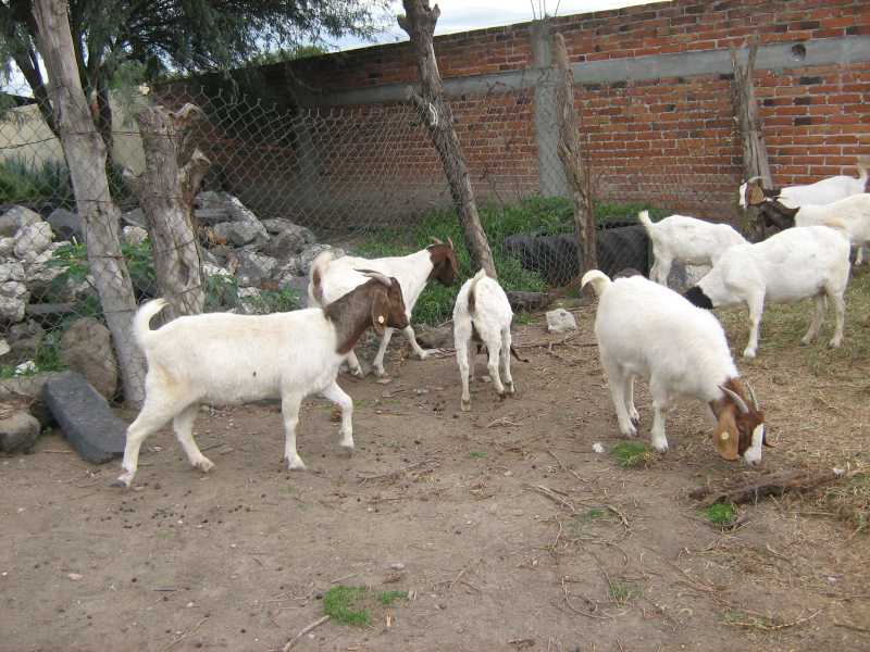 Criadero de Chivos Boer