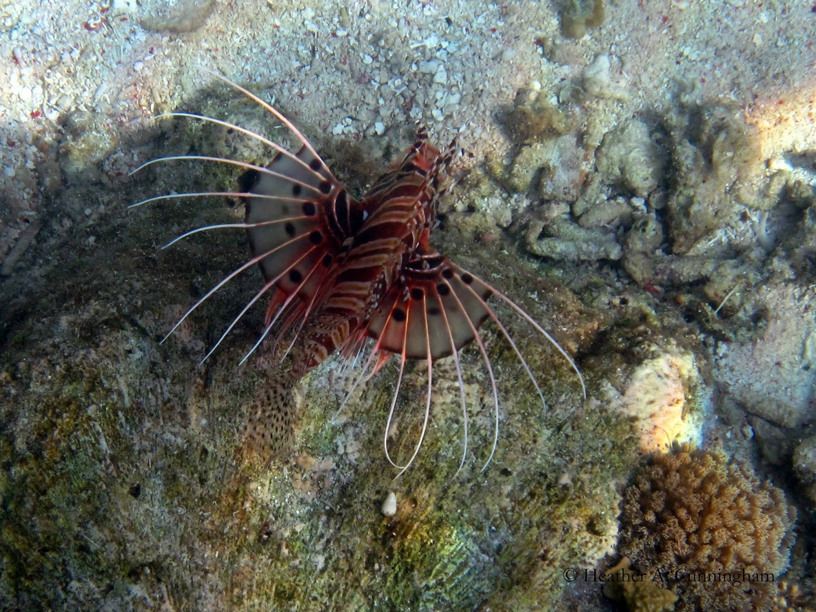 Lionfish
