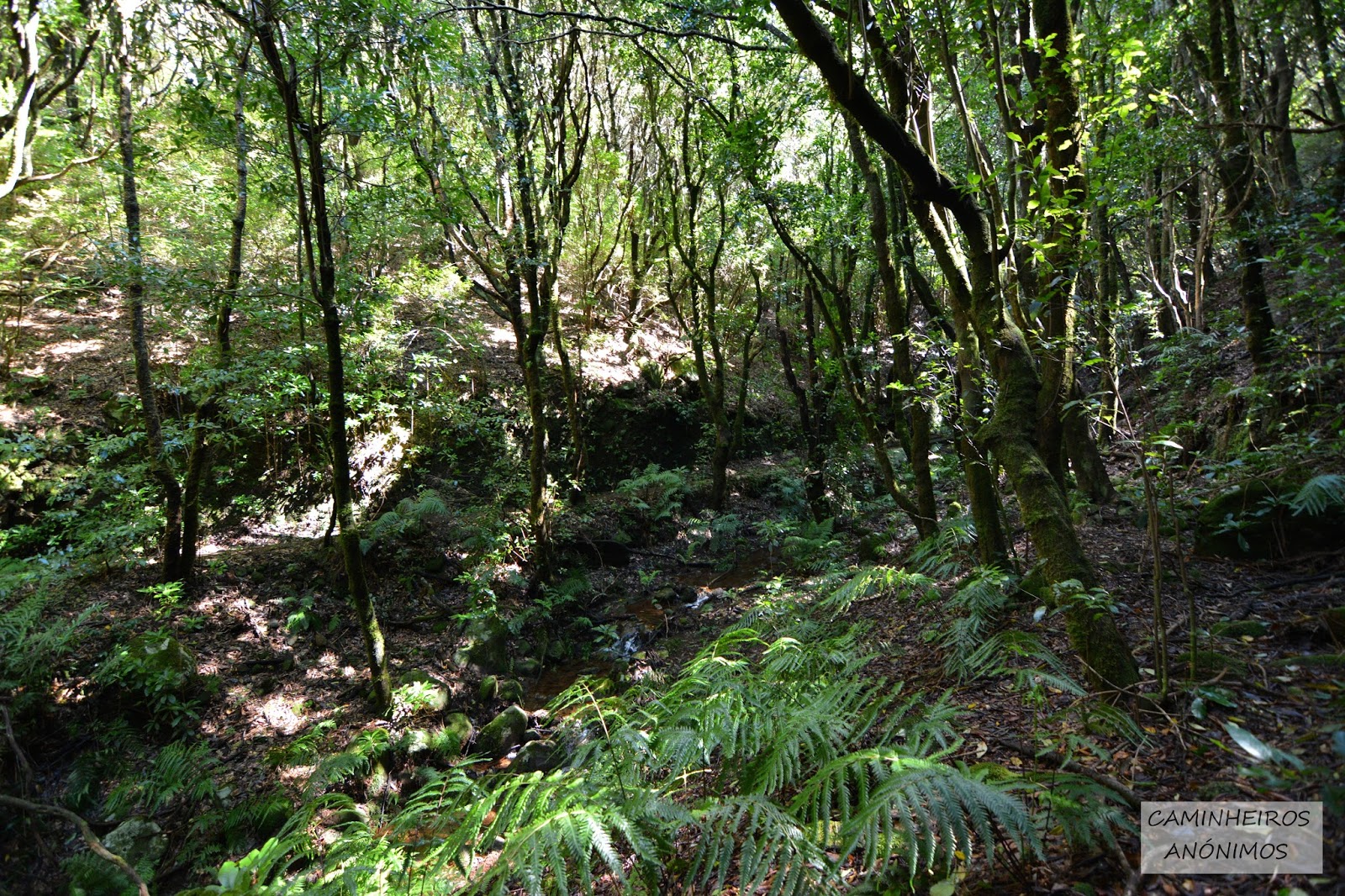 Caminheiros Anónimos Levadas da Madeira : Levada Grande (Achadas da Cruz)