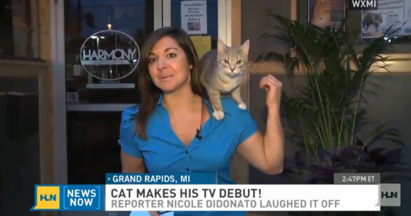 paper bag & string: Cat Climbs Up Reporter's Back on Live Newscast (VIDEO)