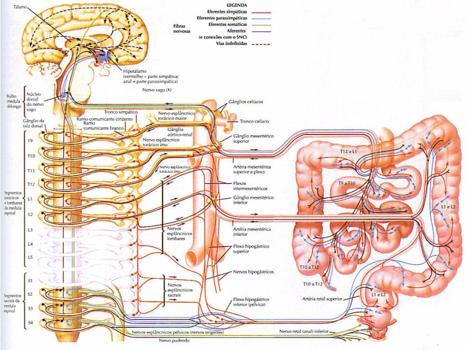 MeneBlogAnatomia: Tenemos un "segundo cerebro" en nuestro abdomen y ...