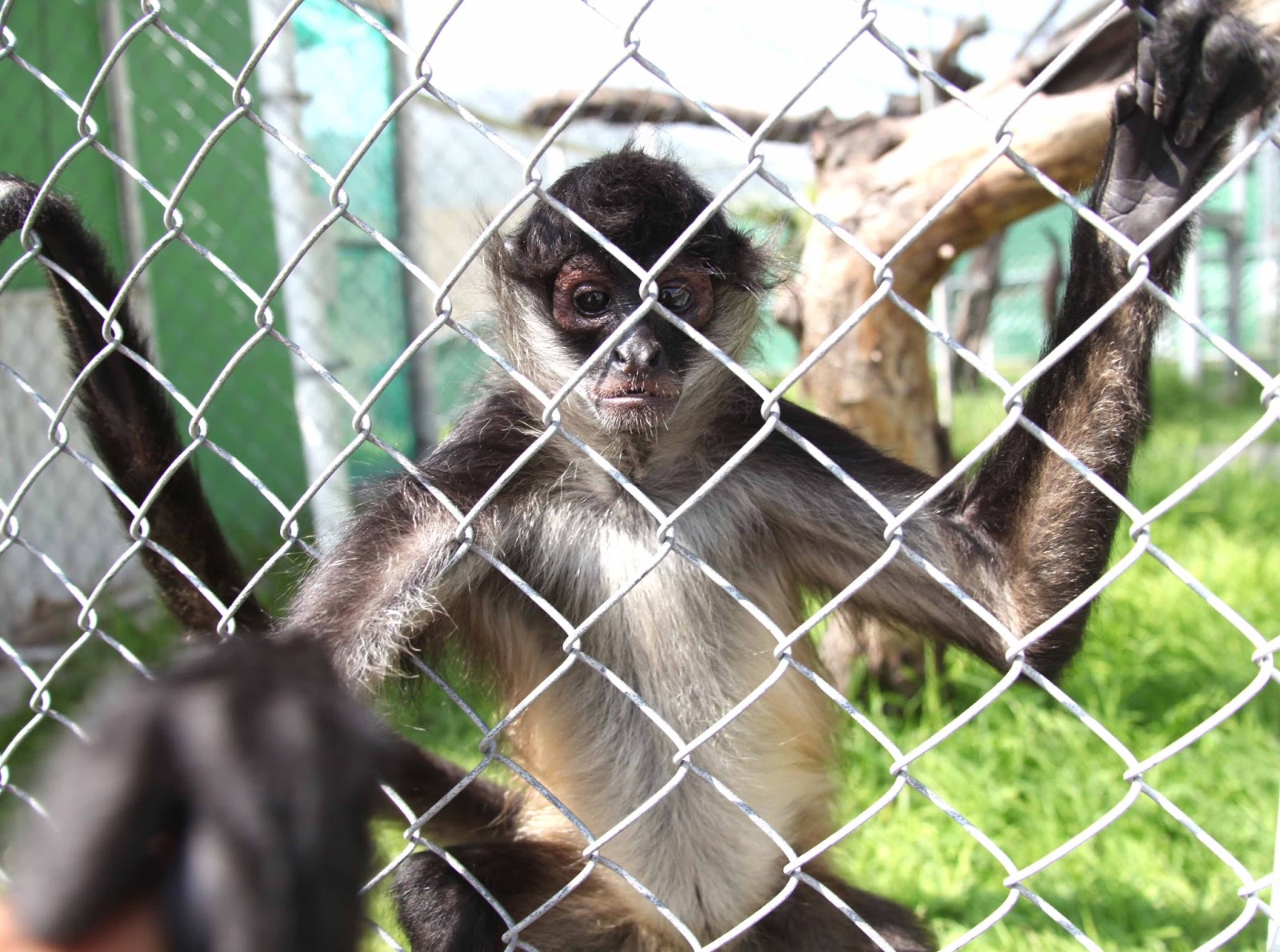 El mexiquense Hoy: Nace cría de mono araña en el parque ecológico Ehécatl
