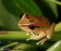 Extraordinary Stories From An Ordinary Guy: The "Legend of the Coqui" Story