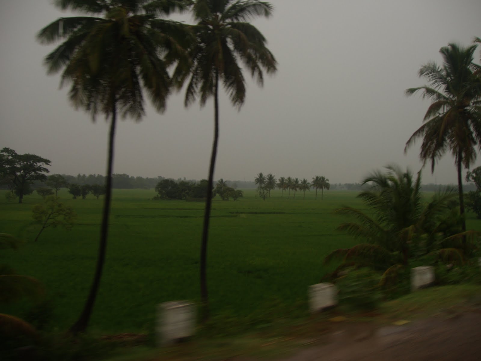 Asha's musings & ramblings: An electrifying affair with nature - Shimsha