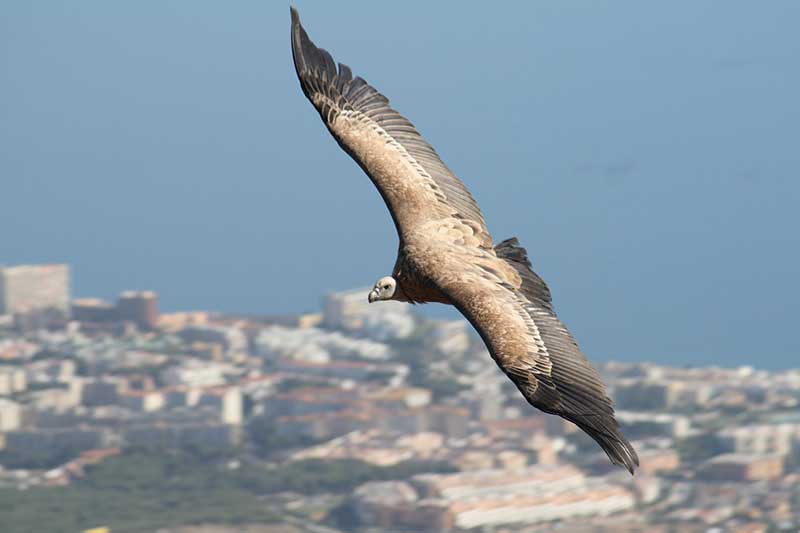 Benalmadena - szczyt Calamorro | Andaluzja - Hiszpania