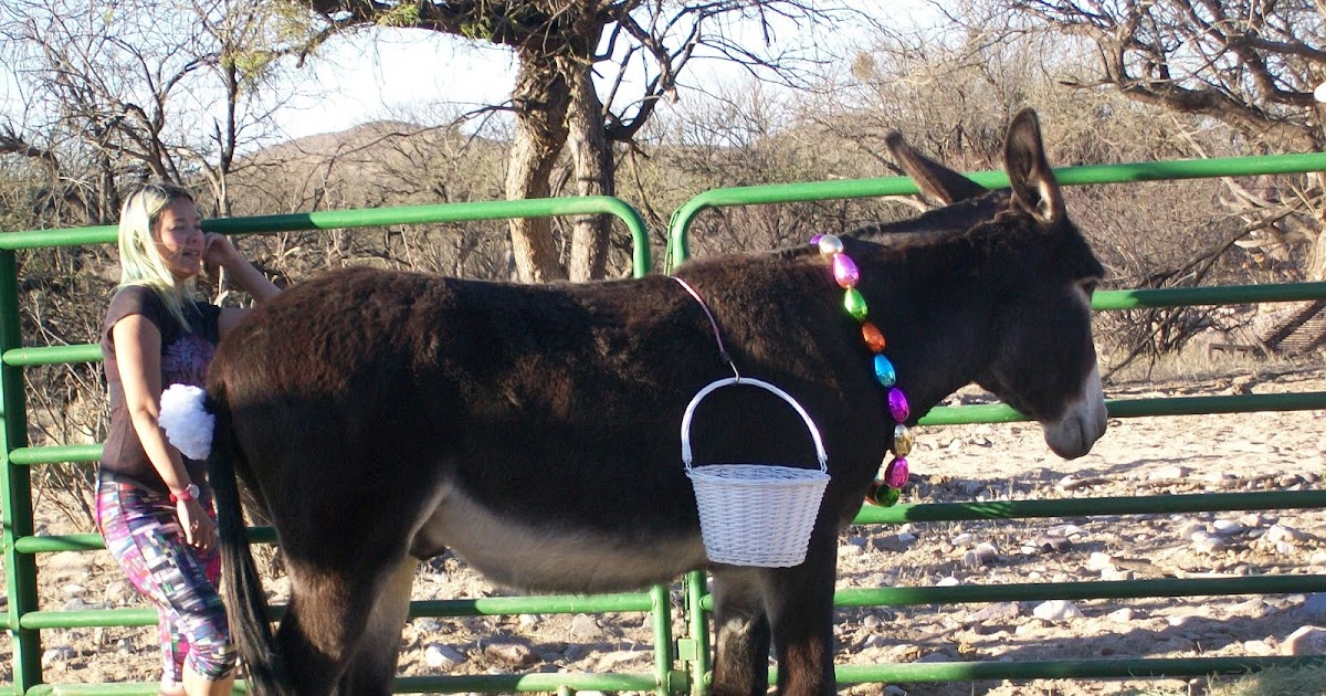 Forever Home Donkey Rescue: ETC