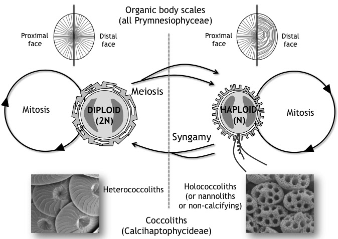 Knowledge Class: Reproduction in Haptophytes