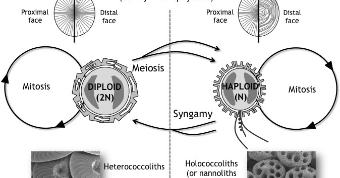 Knowledge Class: Reproduction in Haptophytes