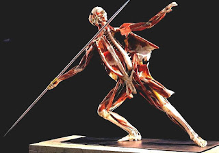 Bodies: The Exhibition - The Human Body Museum