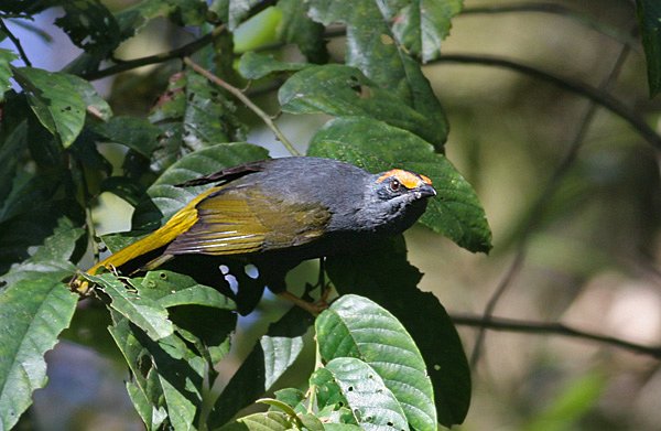 EKOGEO: BURUNG BURUNG EKSOTIS INDONESIA