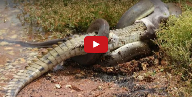 Crocodile vs Snake