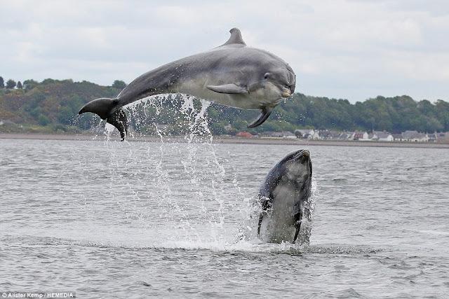 La felicidad de los Delfines saltando y jugando en libertad en hermosas ...