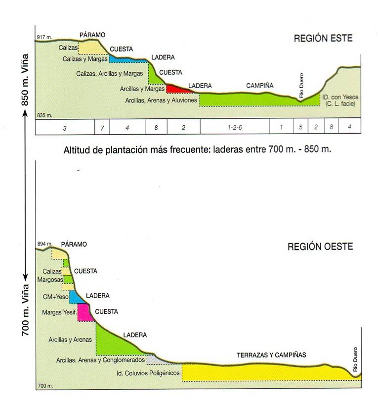 Wine -- Mise en abyme: Ribera del Duero wine region