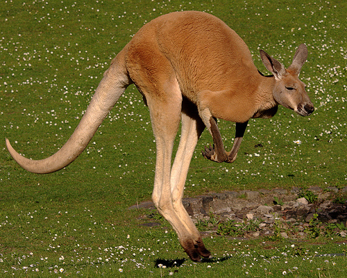Animals of the world: Red Kangaroo
