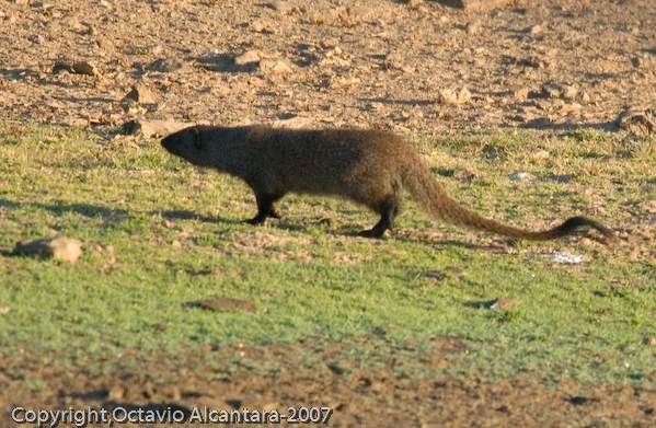 Clube de Caça e Pesca de Coimbra Sul: Saca Rabos (ichneumon)