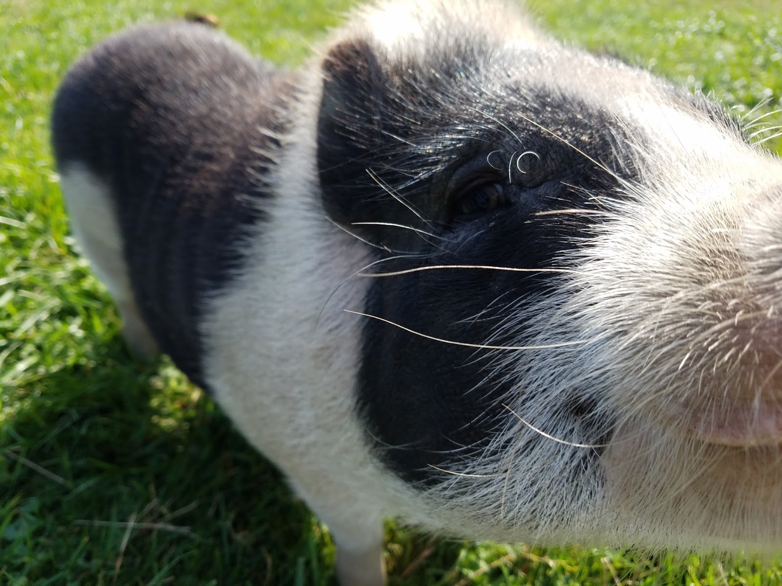 Farming With Cianna: Furry Friend Introductions ~ Peppa the Pig