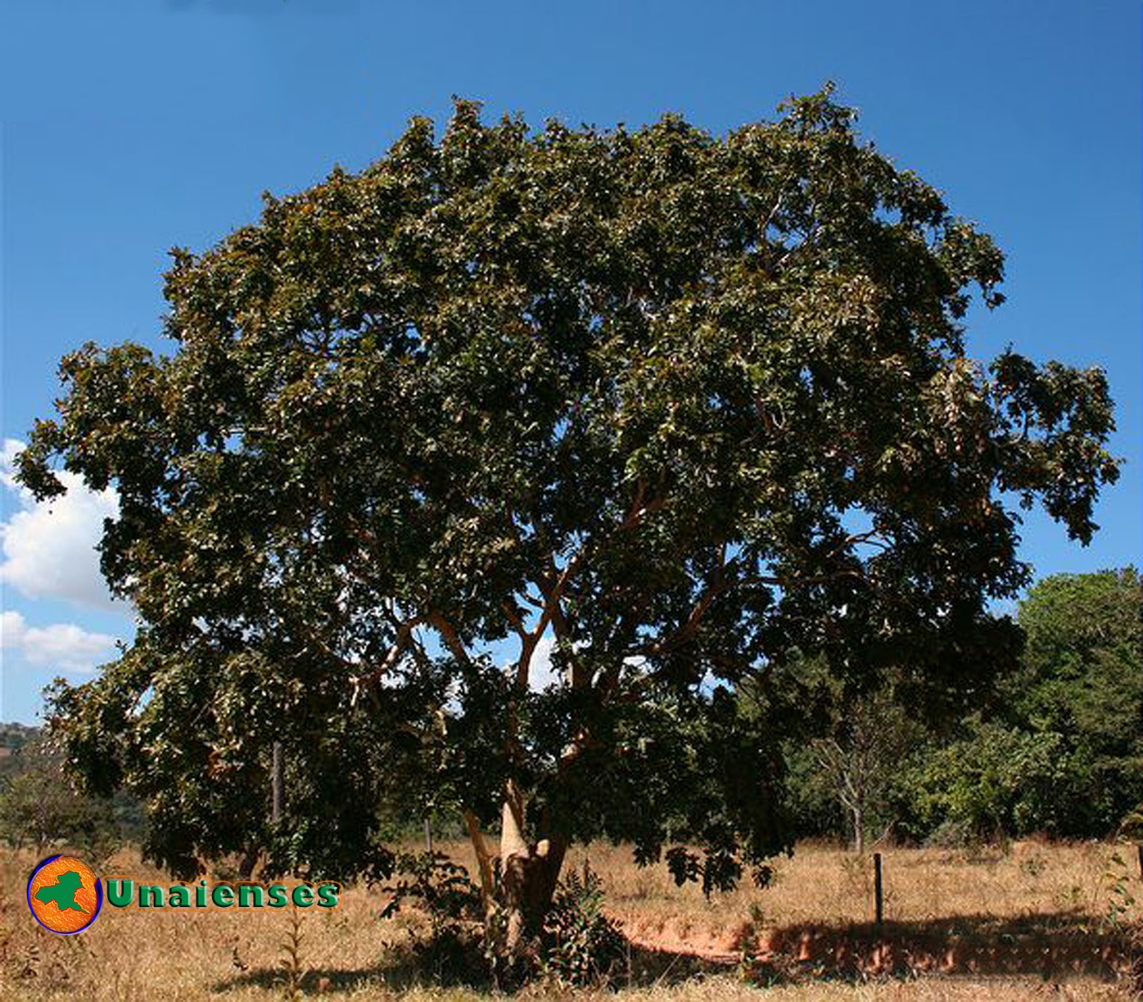 Unaienses: Baru - O Viagra do Cerrado