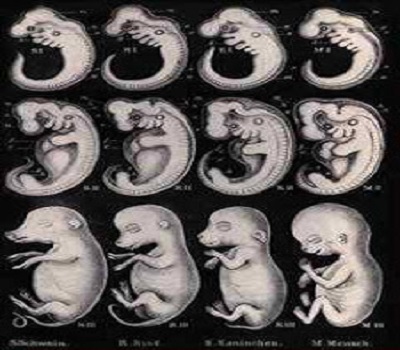 Rhezha Hussein, S.Pd. M.Si: Pengertian Embriologi