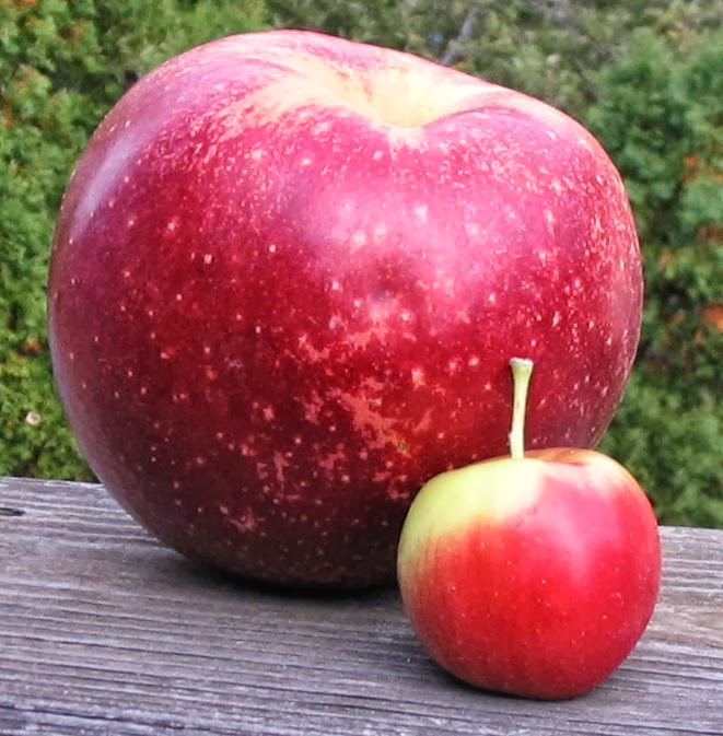 Odd Couple - Adam's Apples