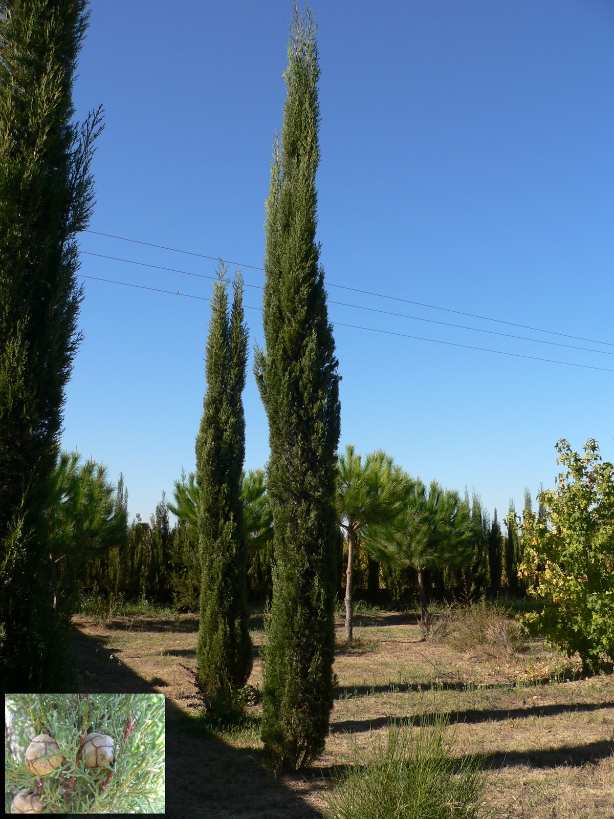 Nuestro Bosquecillo: Cupressus Sempervirens L. (Ciprés, Ciprés italiano ...