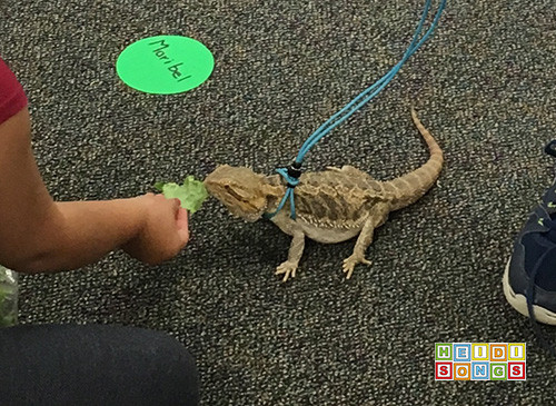 A Bearded Dragon Class Pet!