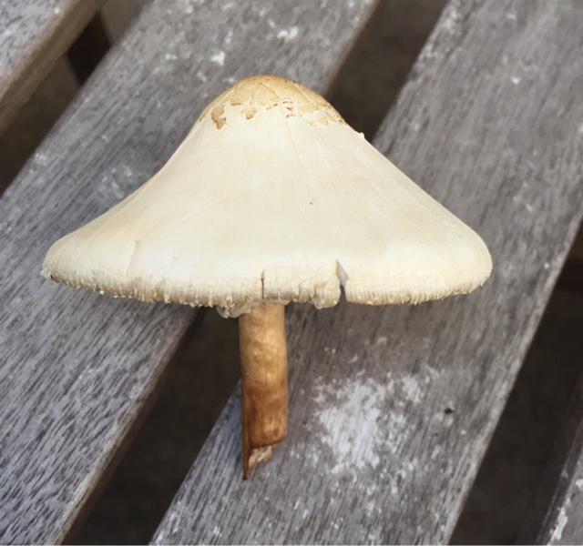 The Foraged Foodie: Making spore prints for wild mushroom ...