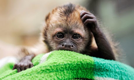 Geração Verde Portugal: Dia Mundial do Macaco