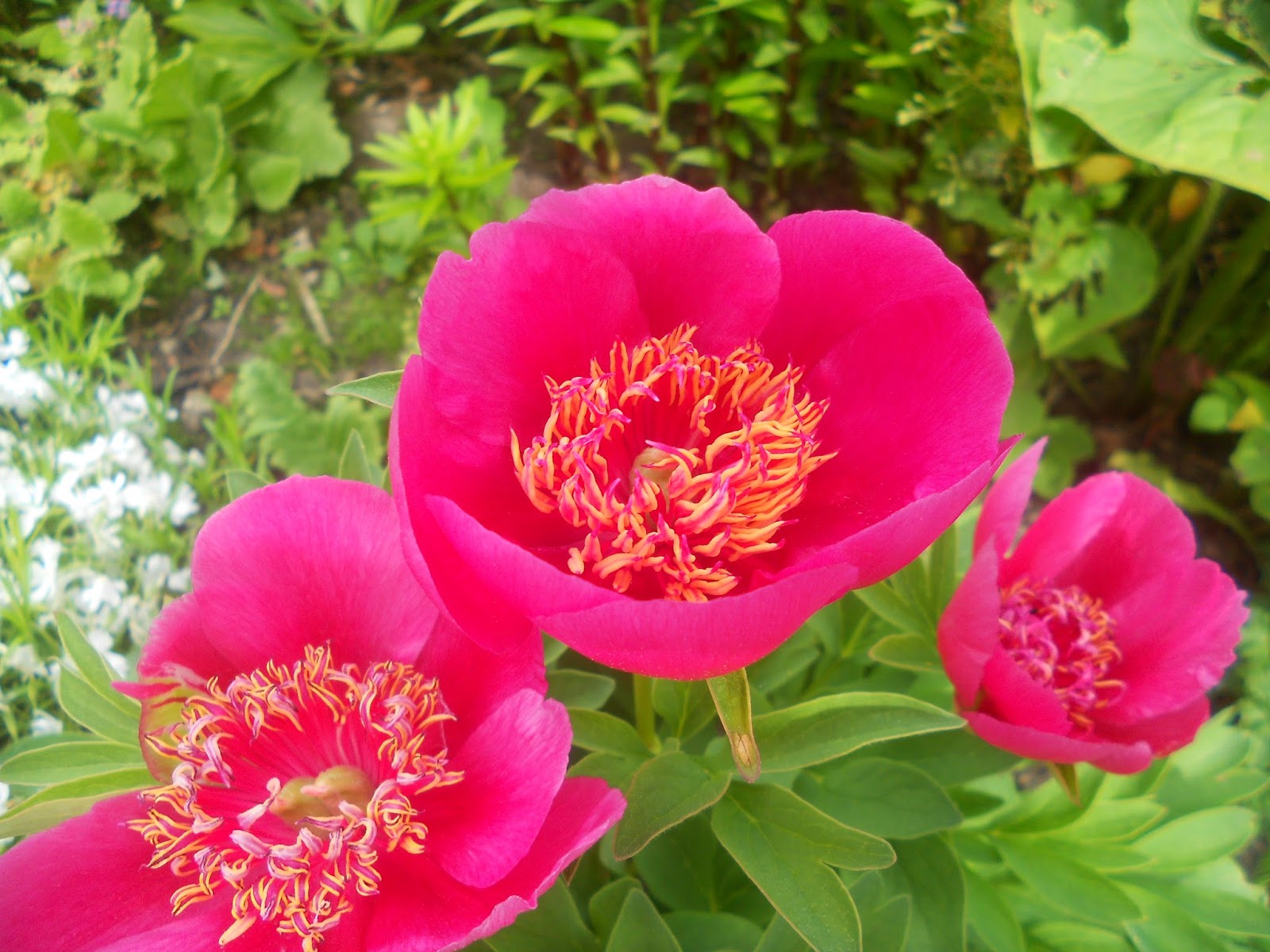 Aed kutsub: Juunist juulisse, kõigest