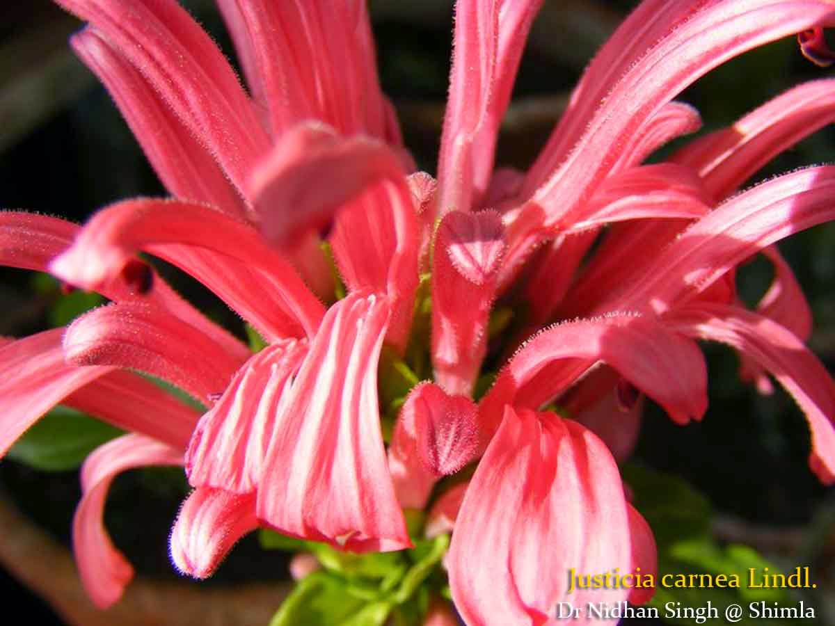 Medicinal Plants: Justicia carnea, Jacobinia, Brazilian plume