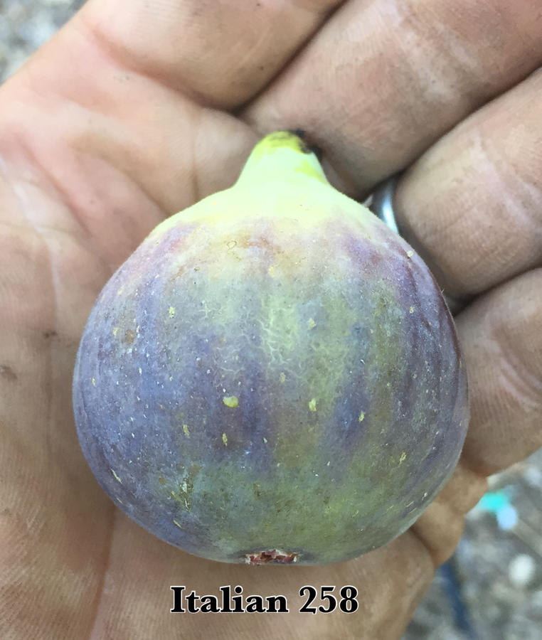 Italian 258 Fig - Var Tin