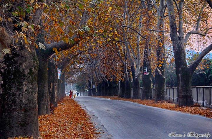 Its All About Desi Nagar: Chinar Road, Abbottabad, Pakistan