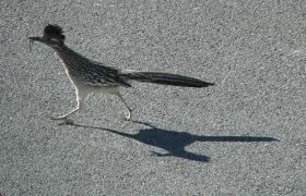 Correcaminos norteño (Geococcyx californianus)