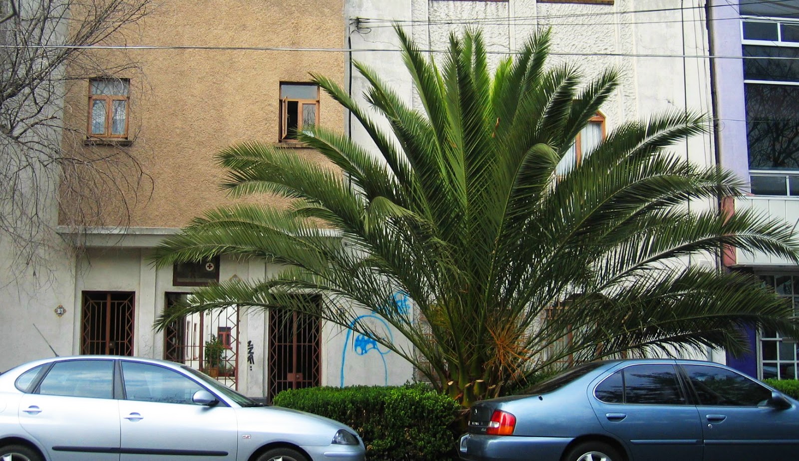 Mexico City: An Opinionated Guide: Trees of Mexico City