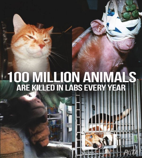 Know Our World : Animal Testing, Should It Still be Done?