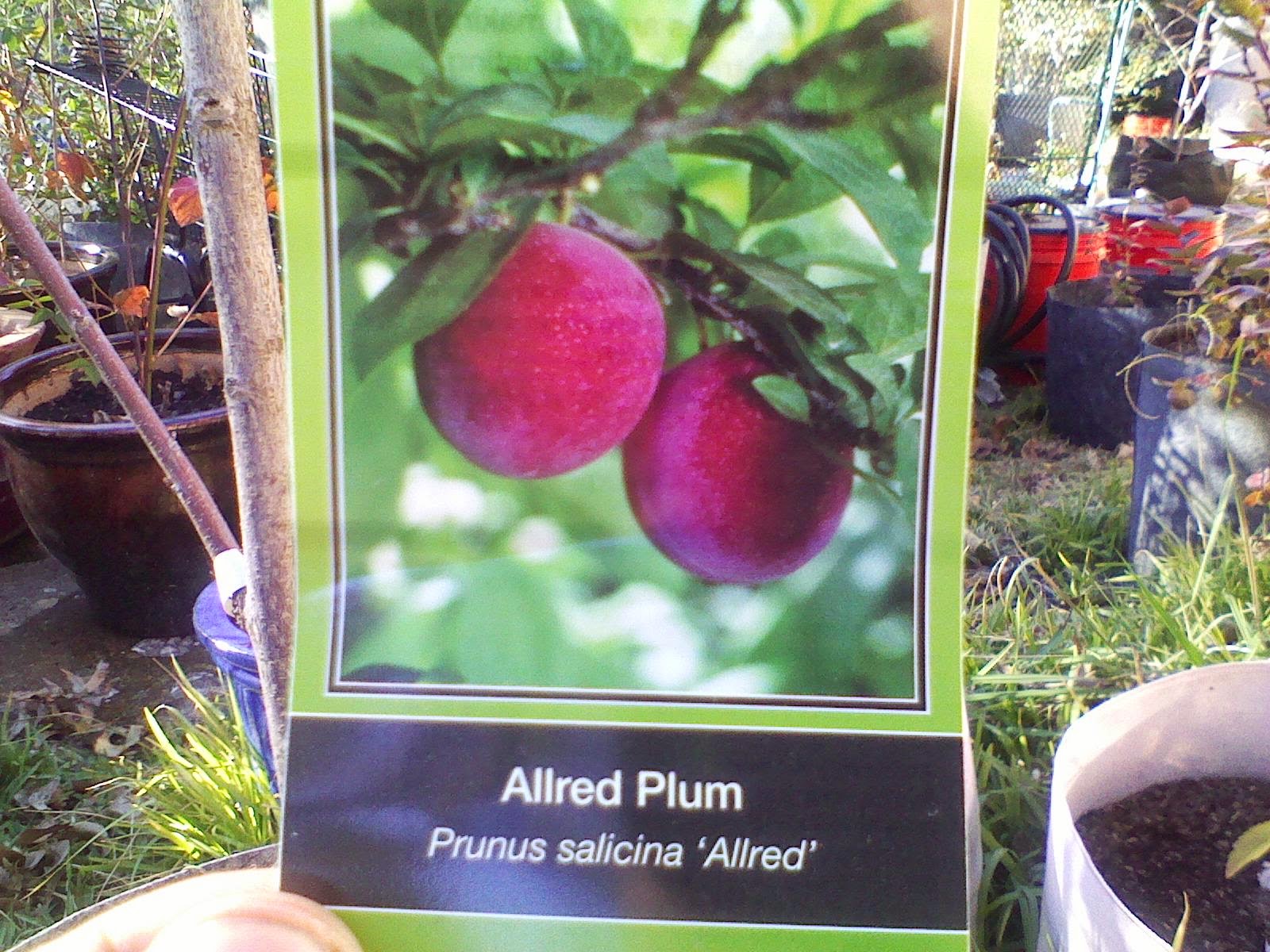 GeddyFlea Living The Dream: #28 - New Plum Cultivars