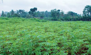 BUDIDAYA TANAMAN SINGKONG/ KETELA POHON | Perkebunan