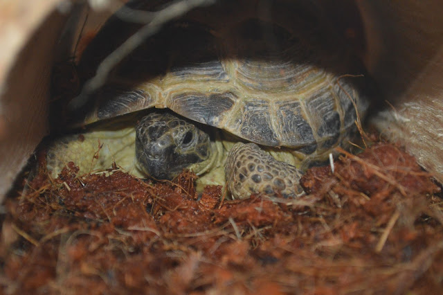 Setting up a Home for a Tortoise #ad @petMD @PetSmart #reptilecare ...