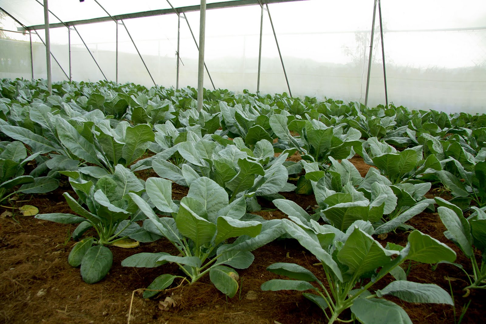 Tagum Snapshots: A GLIMPSE OF TAGUM CITY