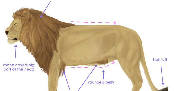Science Class 6EP: LIONS