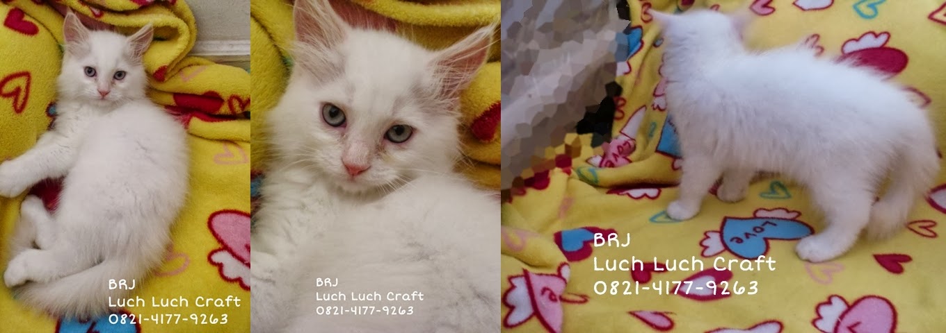 The Story of My Cats: Jual - Beli Kucing Persia Anggora Daerah Surabaya ...